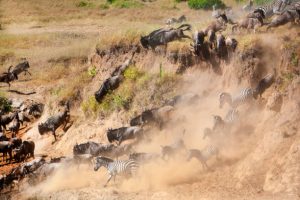 The Great Migration in Africa: What, When & Where to See It