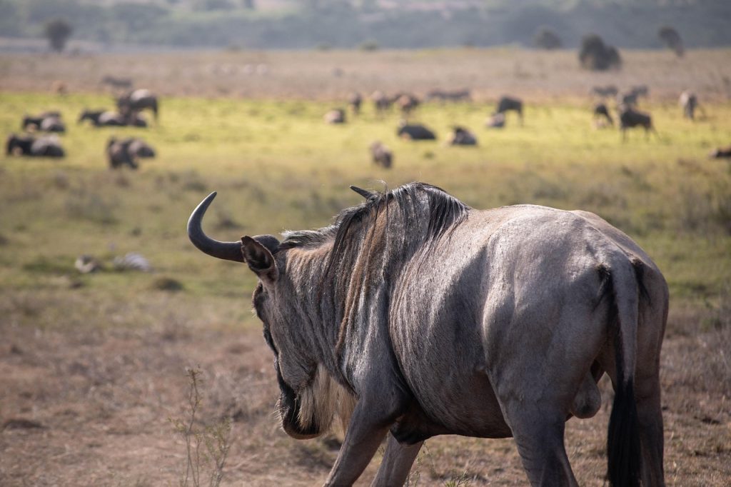 The Great Migration in Africa: What, When & Where to See It